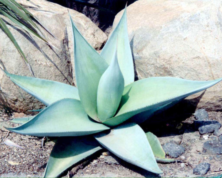 Agave Guiengola - CW Design and Landscaping