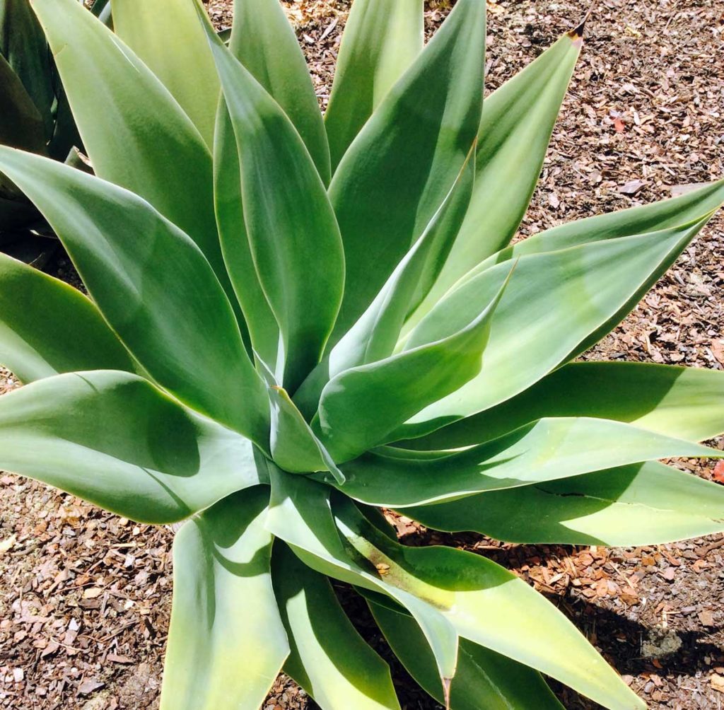 Agave Attenuata - CW Design and Landscaping