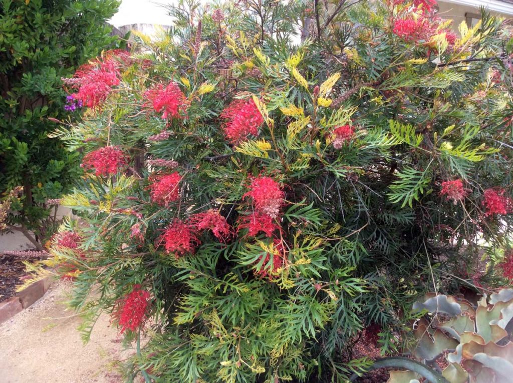 Grevillea Robyn Gordon - CW Design and Landscaping