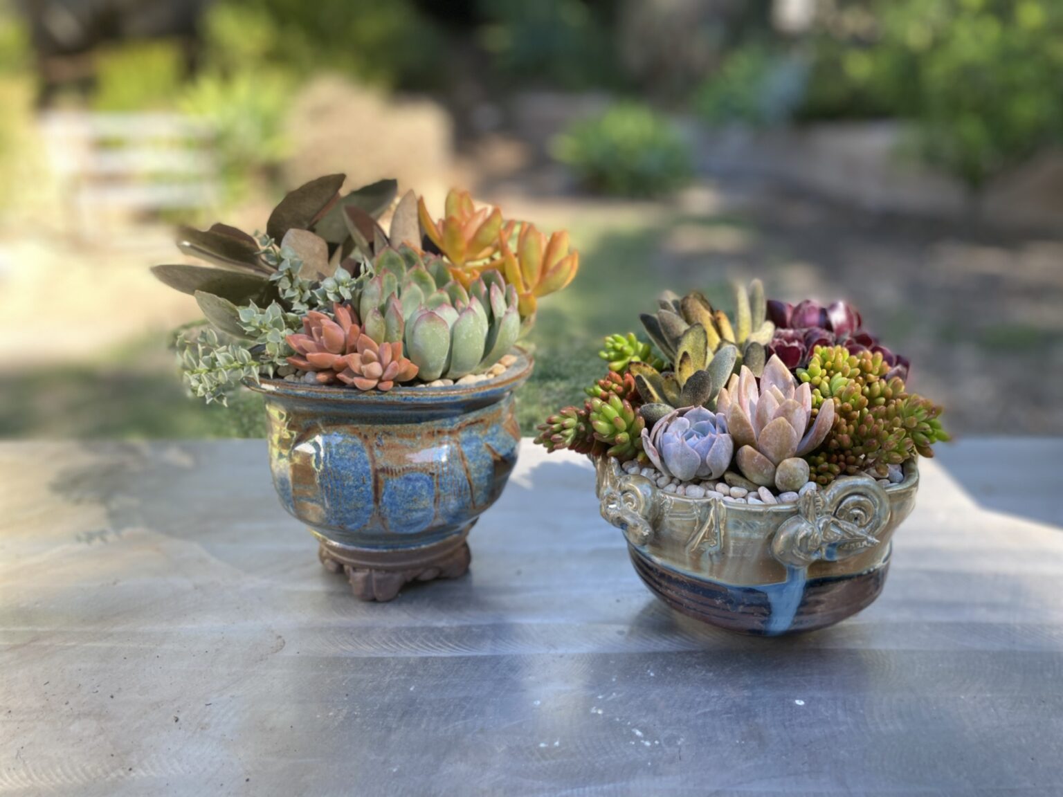 Succulent container garden - CW Design and Landscaping