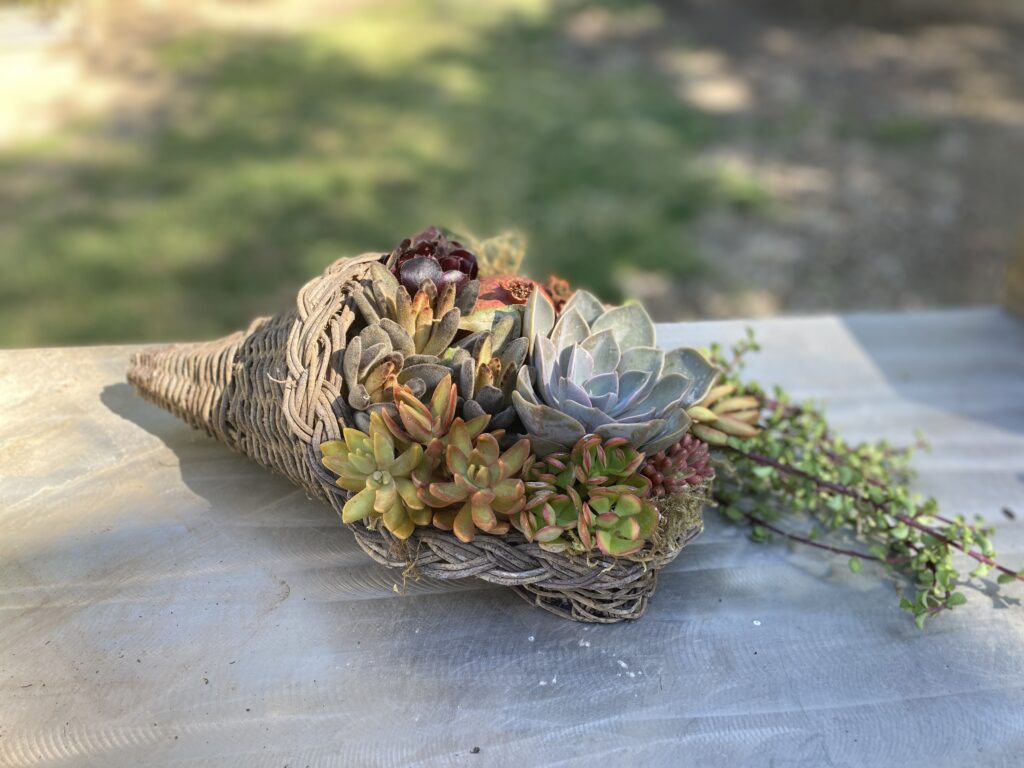 Cornucopia w/succulents - CW Design and Landscaping